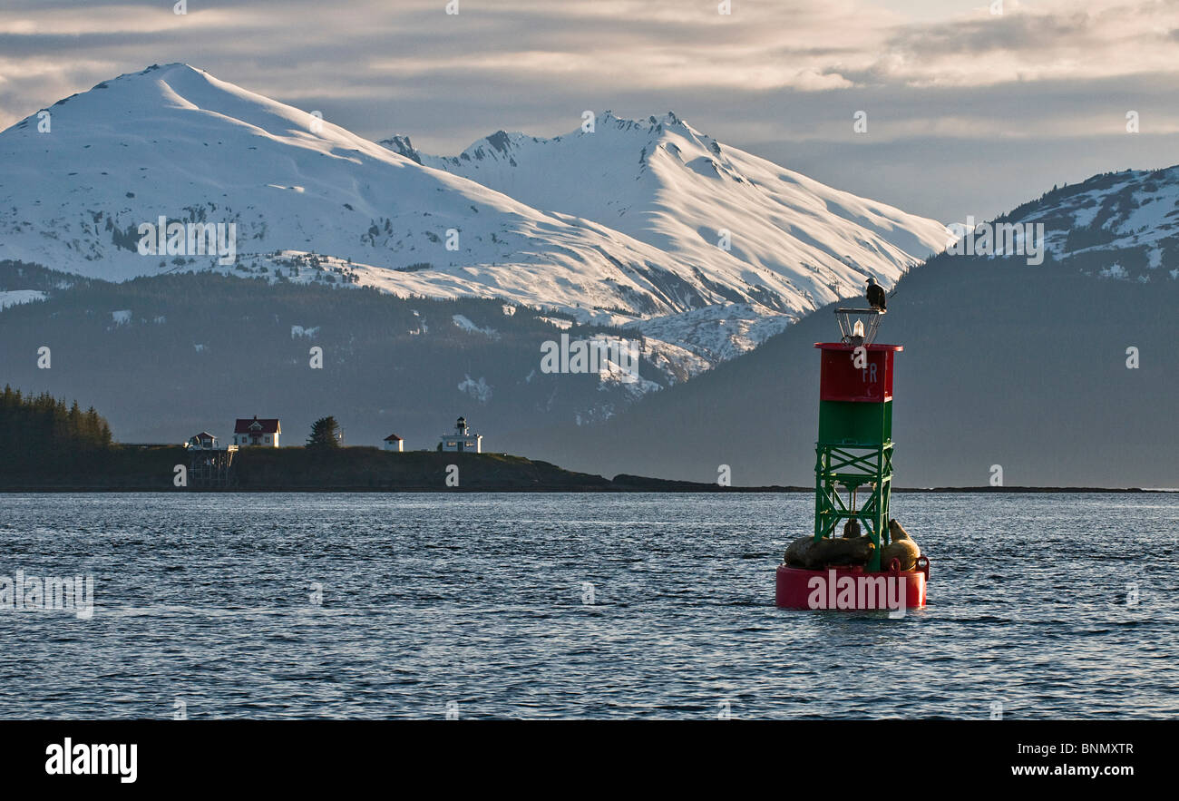 Bald eagle sits atop a buoy crowded with sea lions, Point Retreat ...