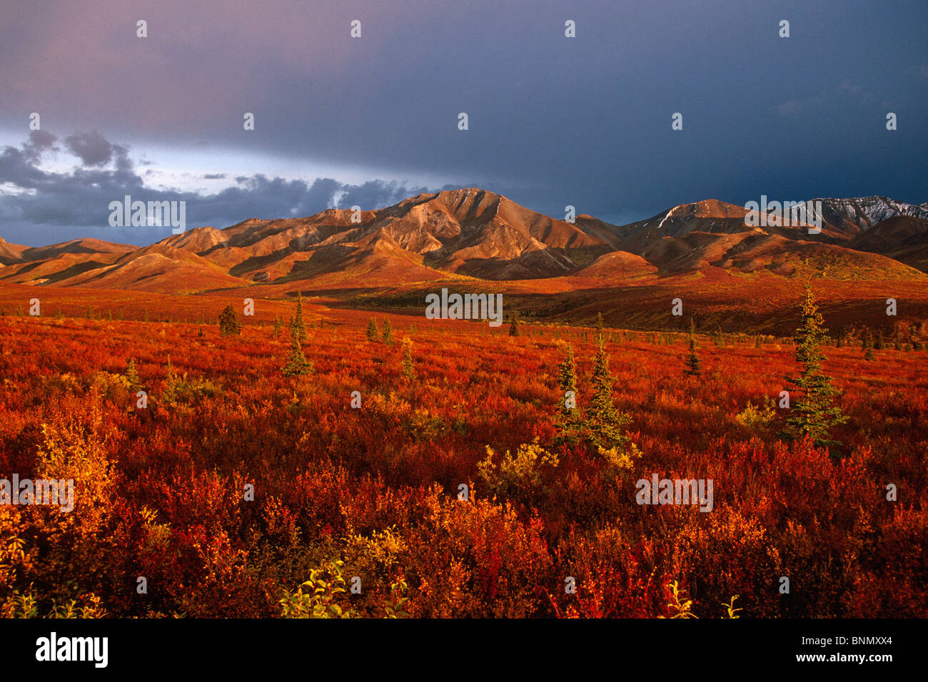 Afternoon sunlight on Tundra Denali NP SC AK Fall scenic Stock Photo ...