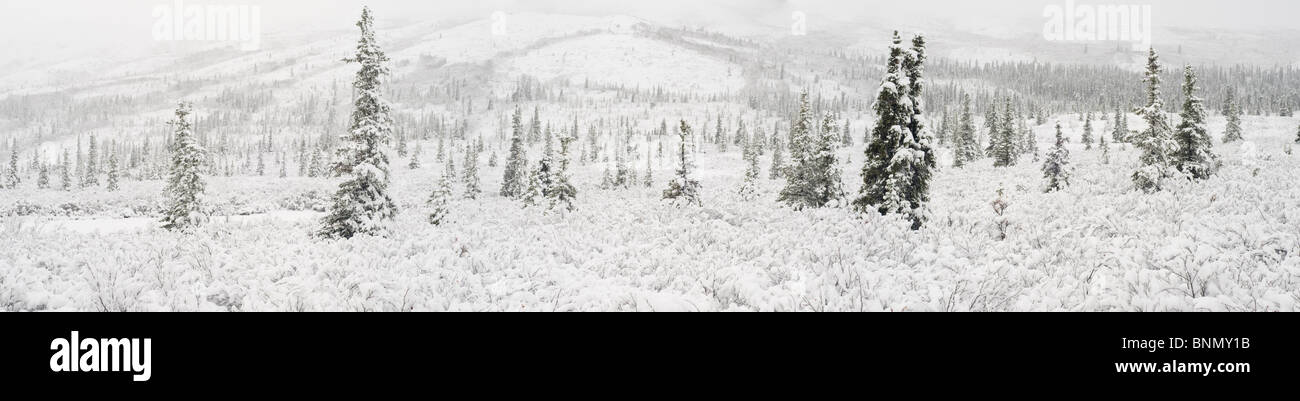 Panorama landscape of the first snowfall on spruce trees and tundra ...