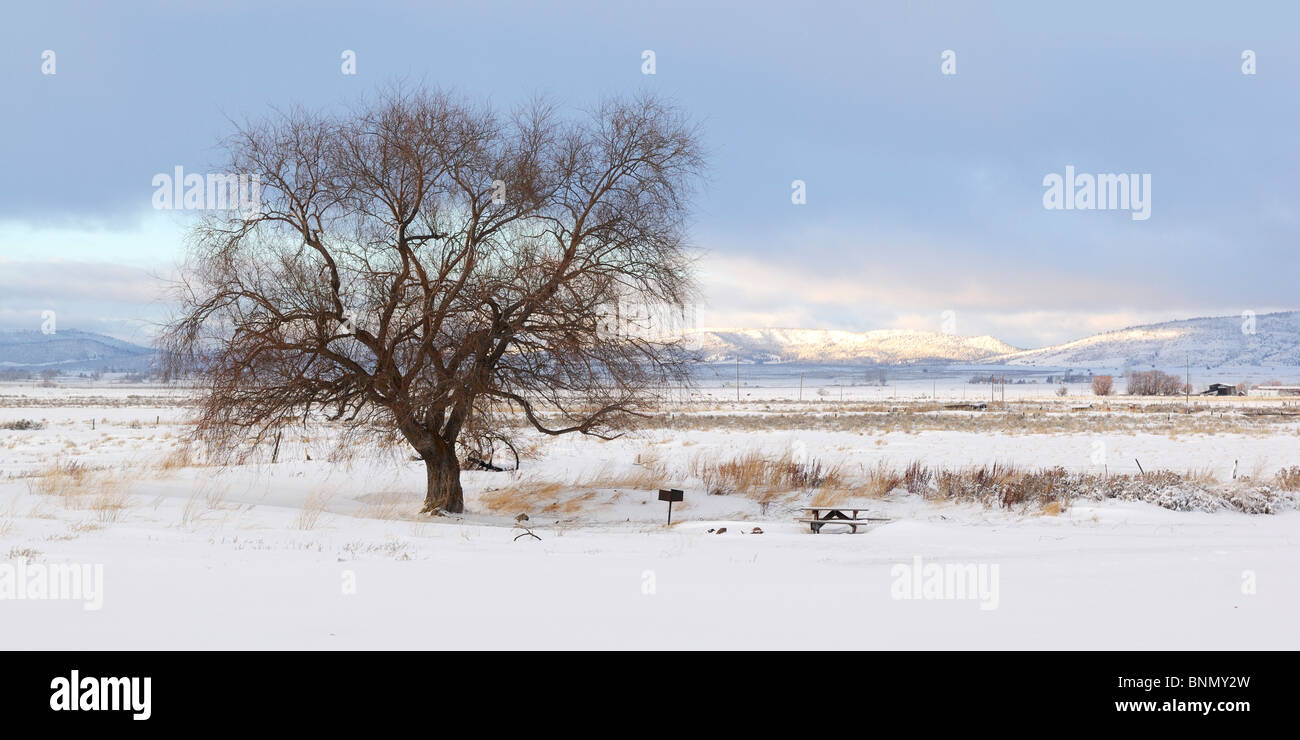Tree snow landscape winter Lakeview Oregon USA Stock Photo - Alamy