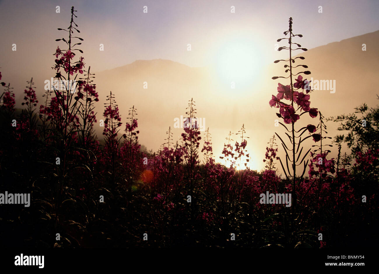 Silhouette fireweed wildflower alaska hi-res stock photography and ...