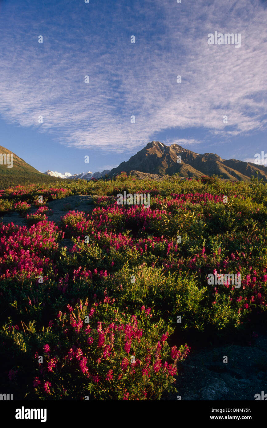 Alpine flora in bloom hi-res stock photography and images - Alamy