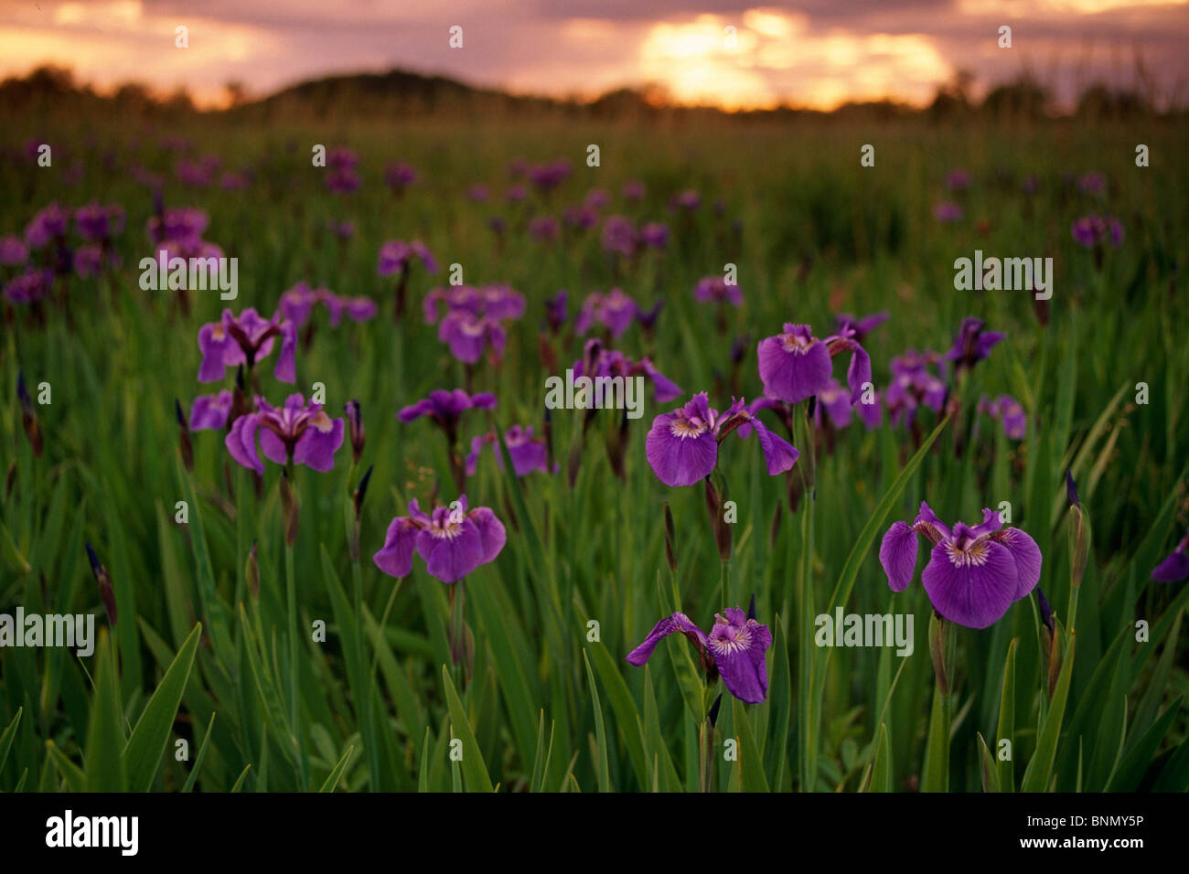 Wild Iris Blooms on Palmer Hayflats @ Sunset SC AK Summer Mat-Su Valley ...