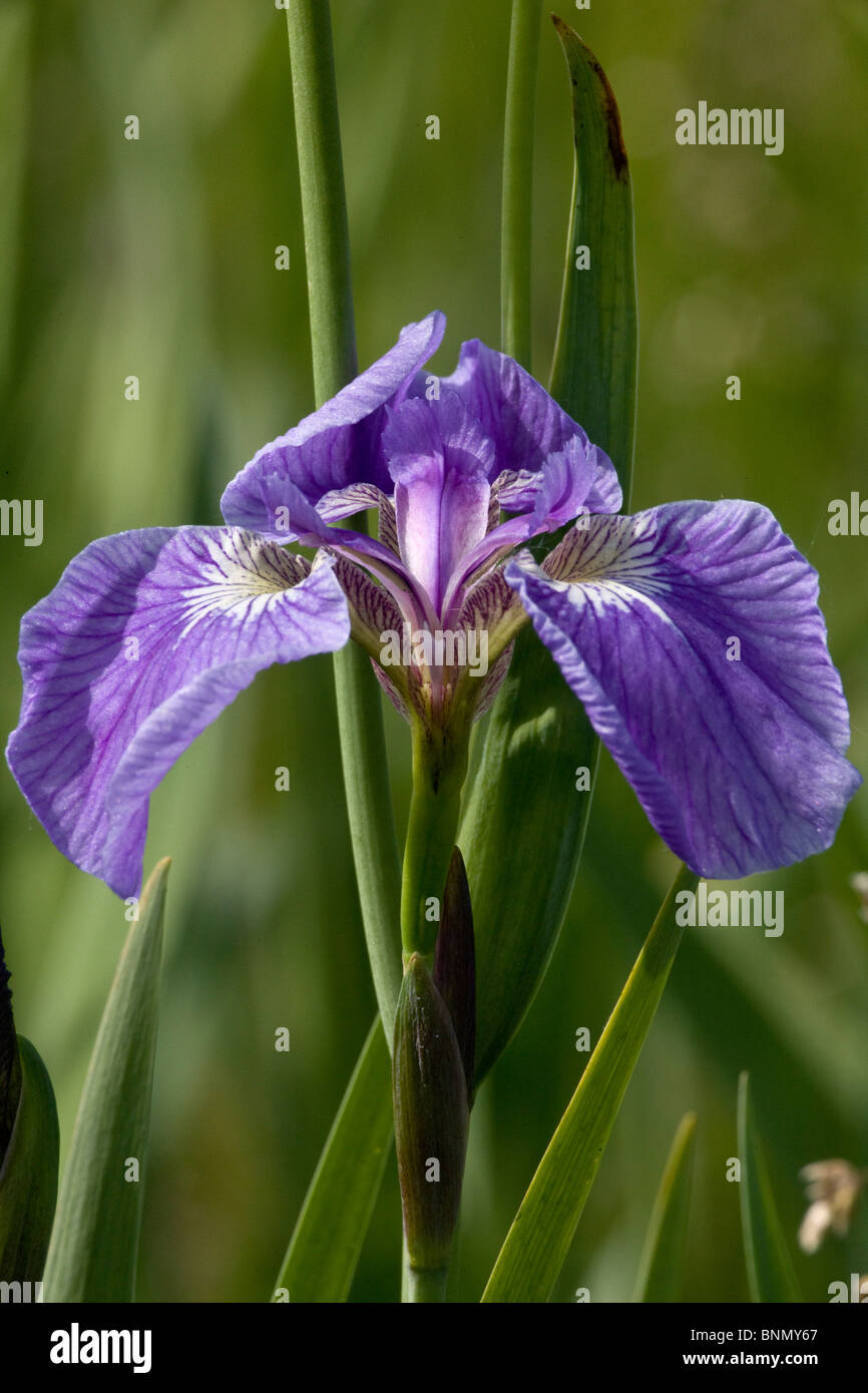 Close up of Wild Iris, Alaska Stock Photo - Alamy