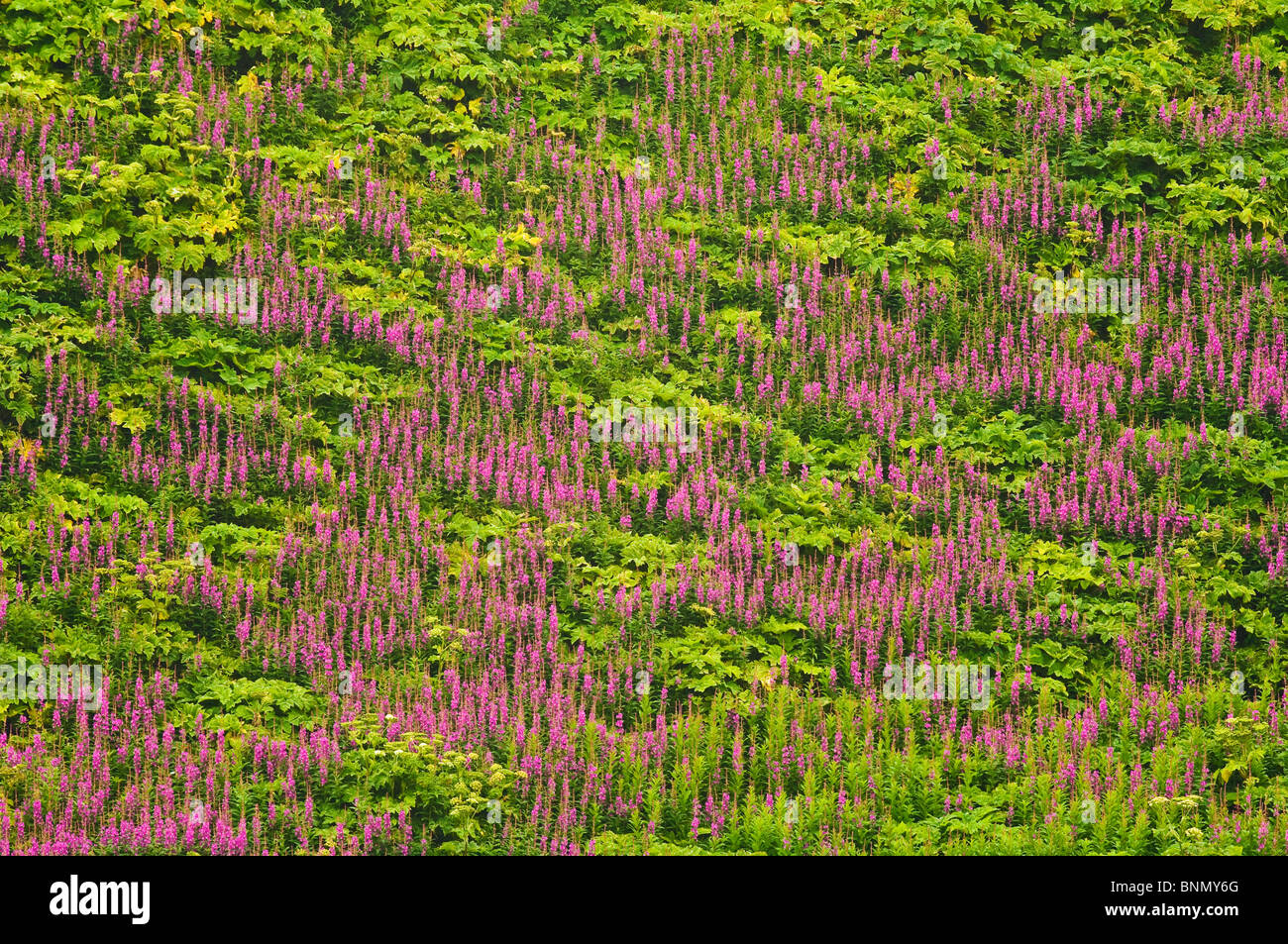 Middleton island hi-res stock photography and images - Alamy