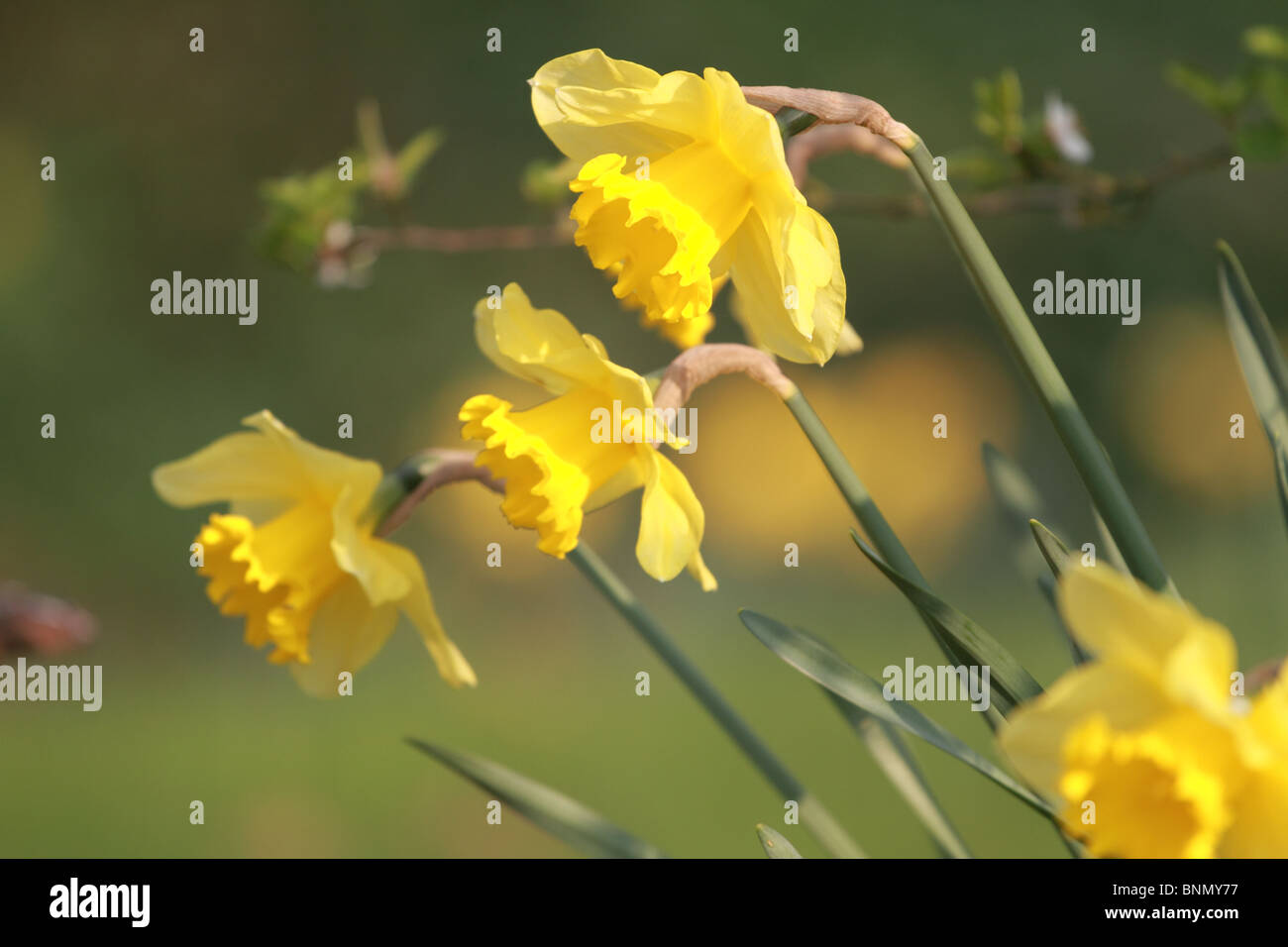 Botanical illustration daffodil hi-res stock photography and images - Alamy