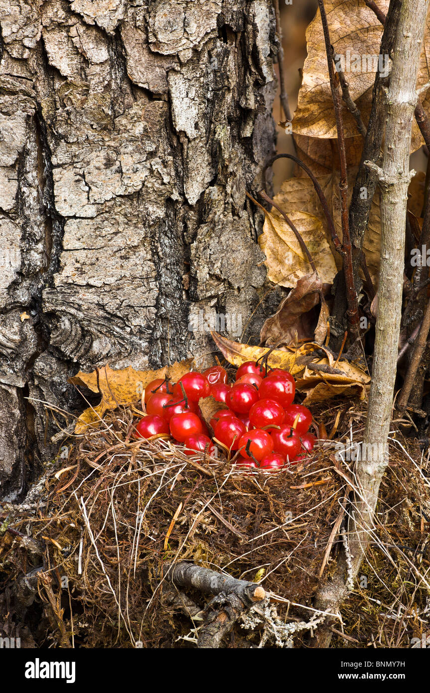 High bush cranberries hi-res stock photography and images - Alamy