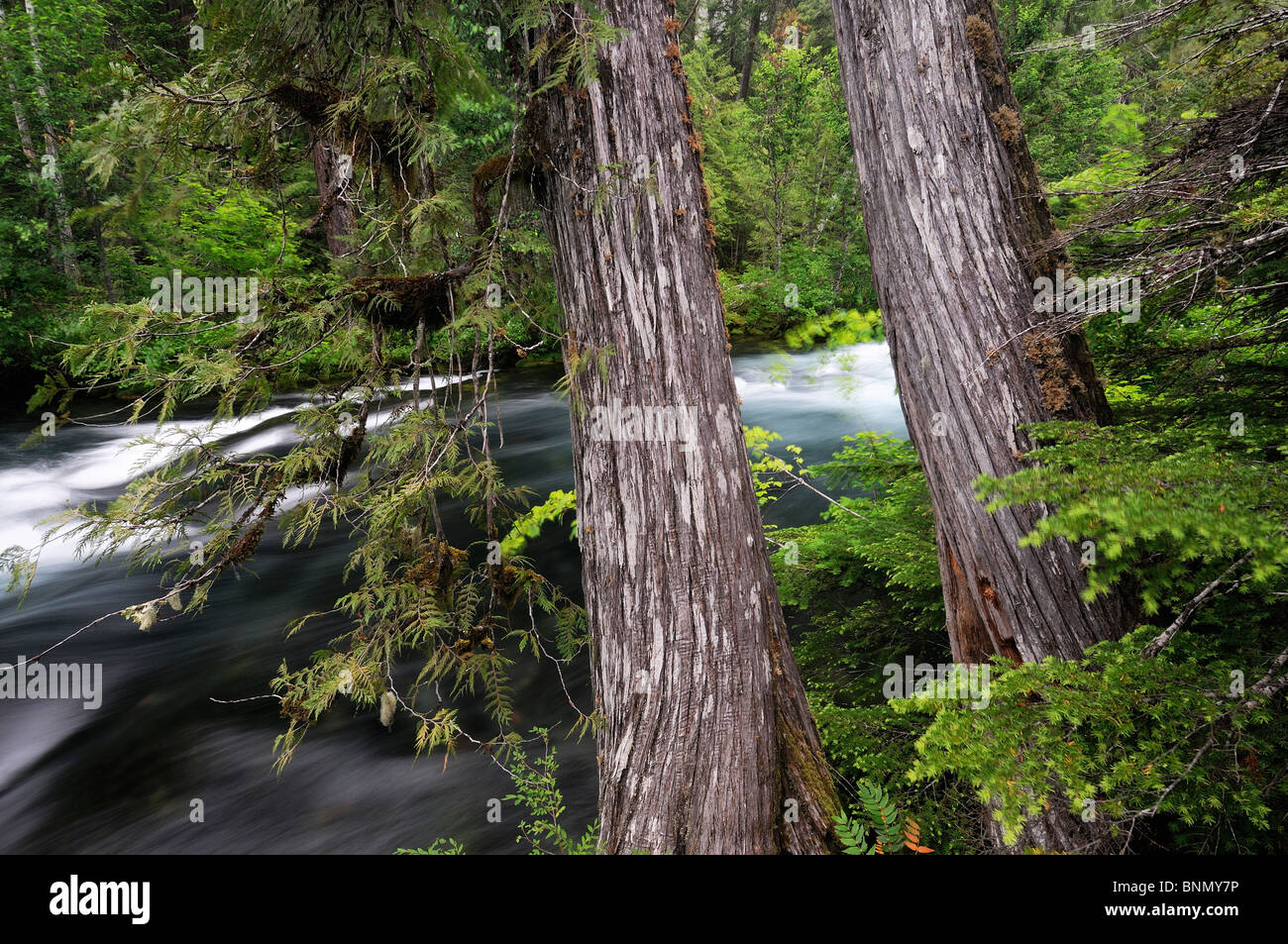 McKenzie River Willamette National Forest Oregon USA trees Stock Photo ...