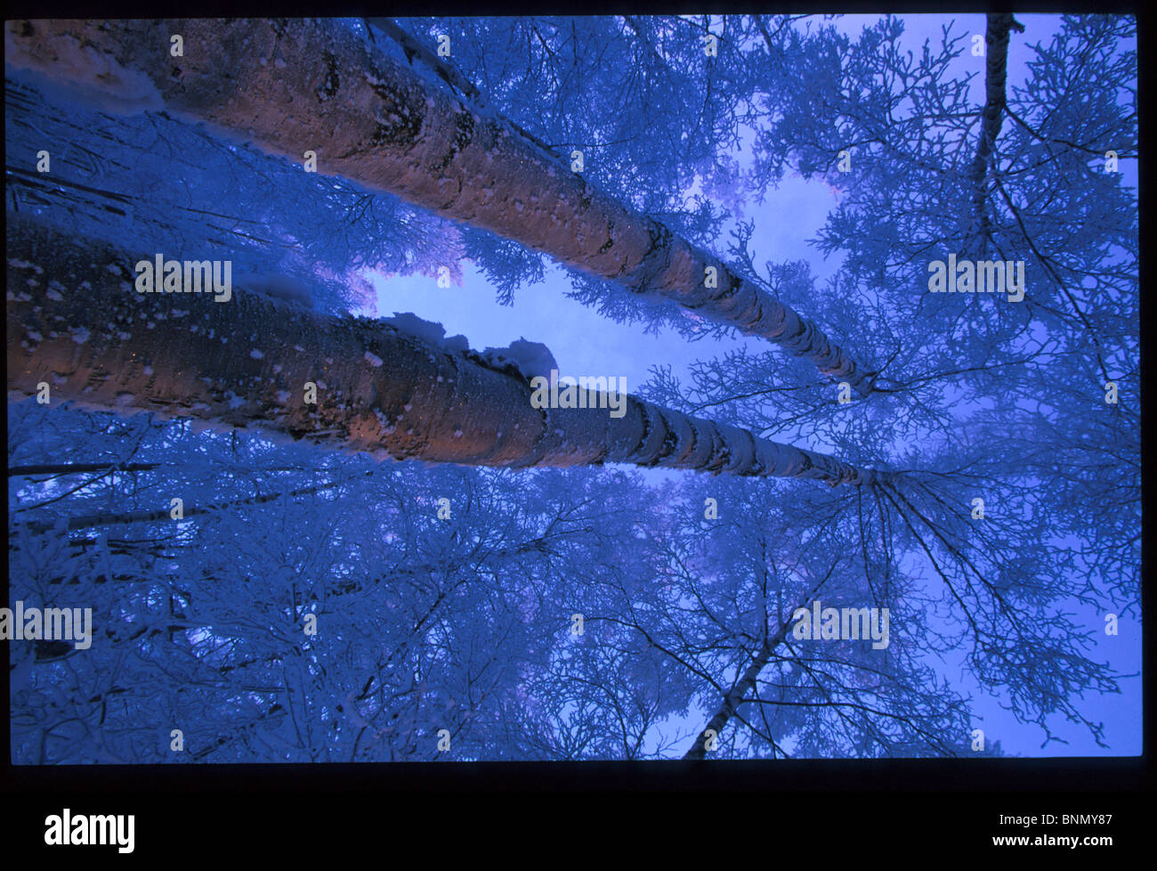 Ak tree hi-res stock photography and images - Alamy