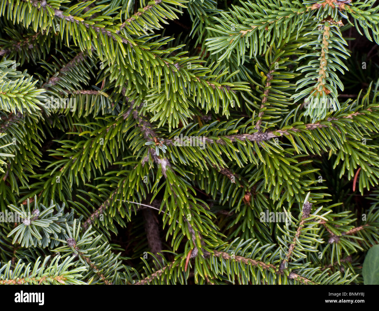 Alaska spruce needles hi-res stock photography and images - Alamy