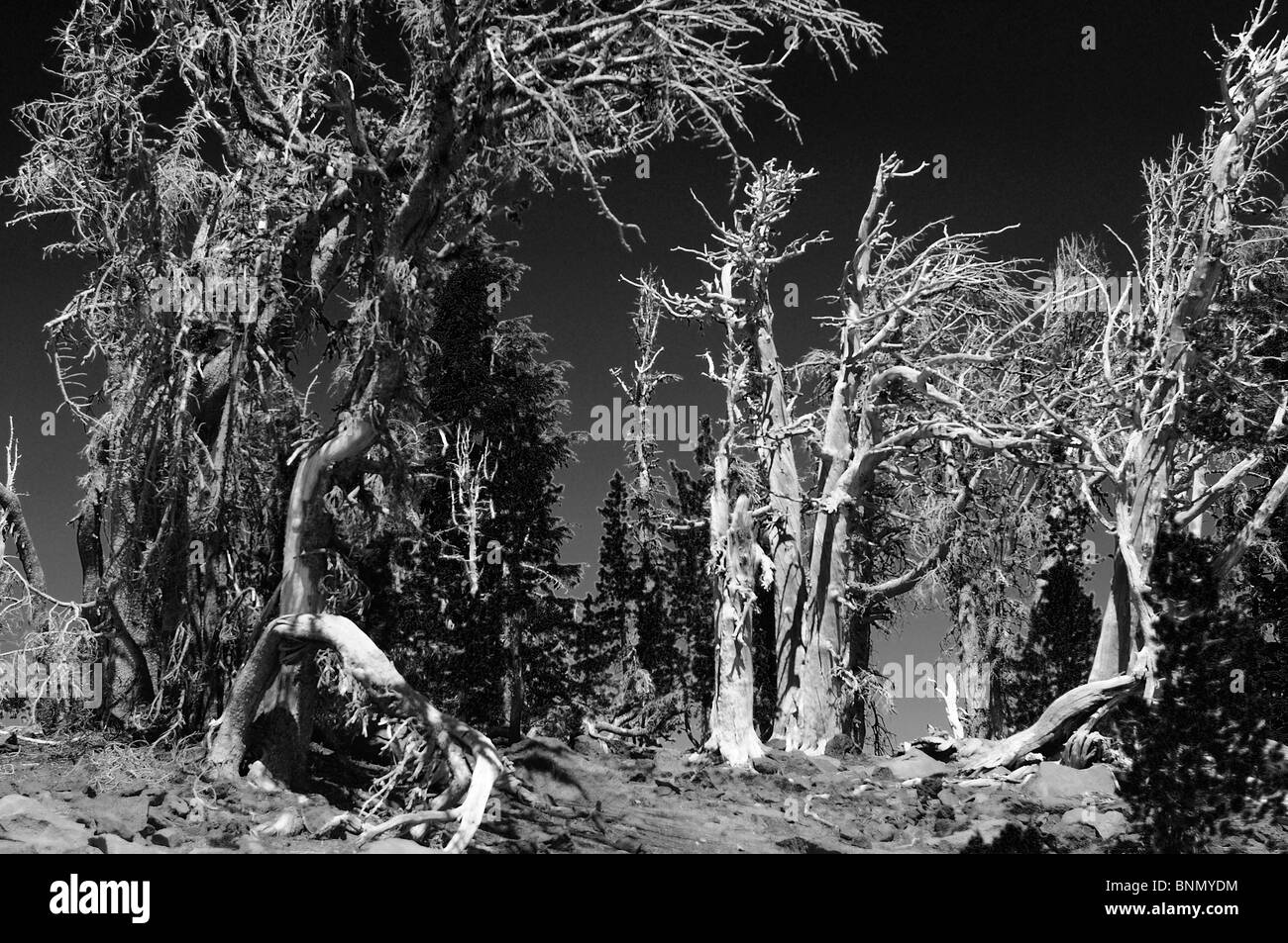 B&W Trees Tam MacArthur Rim Deschutes National Forest Cascade Mountain ...