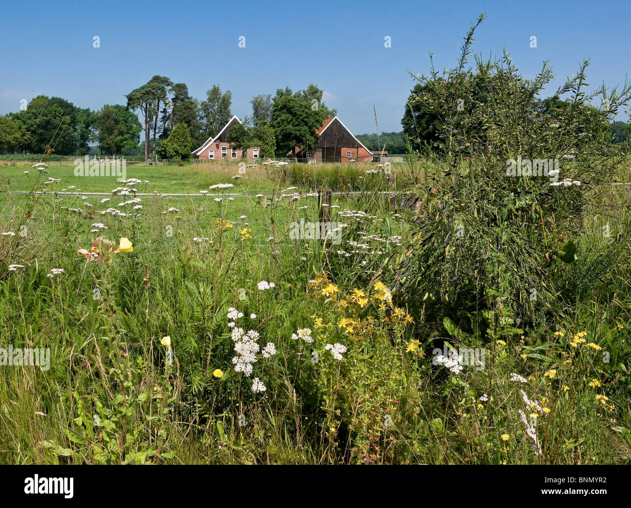 Netherlands Holland Overijssel Denekamp Farm Flowers Summer panorama ...