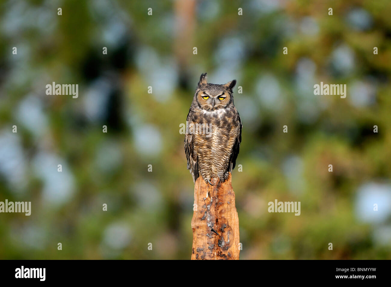 Great Horned Owl Bubo virginianus Bird Bend Central Oregon Oregon USA ...