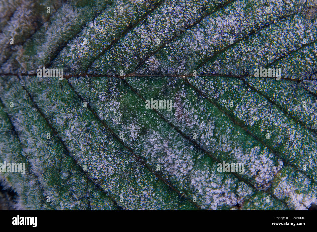 Closeup of Frosted Alder Leaf SC Anchorage AK Autumn Stock Photo - Alamy