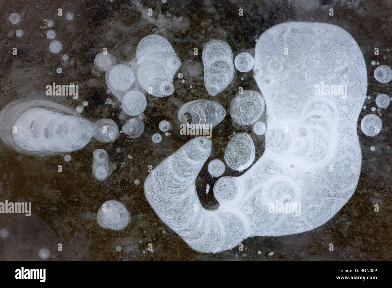 Ice bubbles formed in clear ice at Potter Marsh, Alaska Stock Photo - Alamy