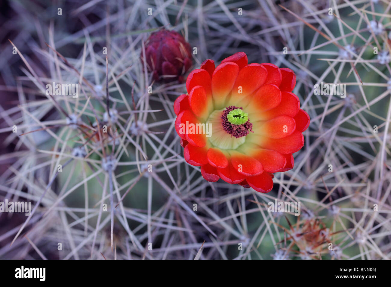 Flowering Cactus Bend Central Oregon Oregon USA red Stock Photo - Alamy