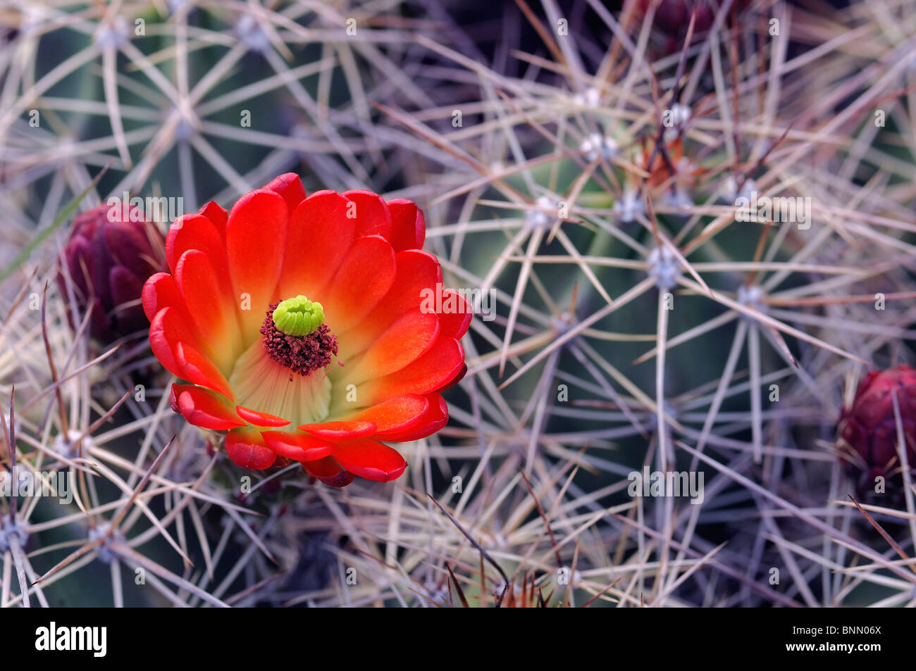 Flowering Cactus Bend Central Oregon Oregon USA red Stock Photo - Alamy