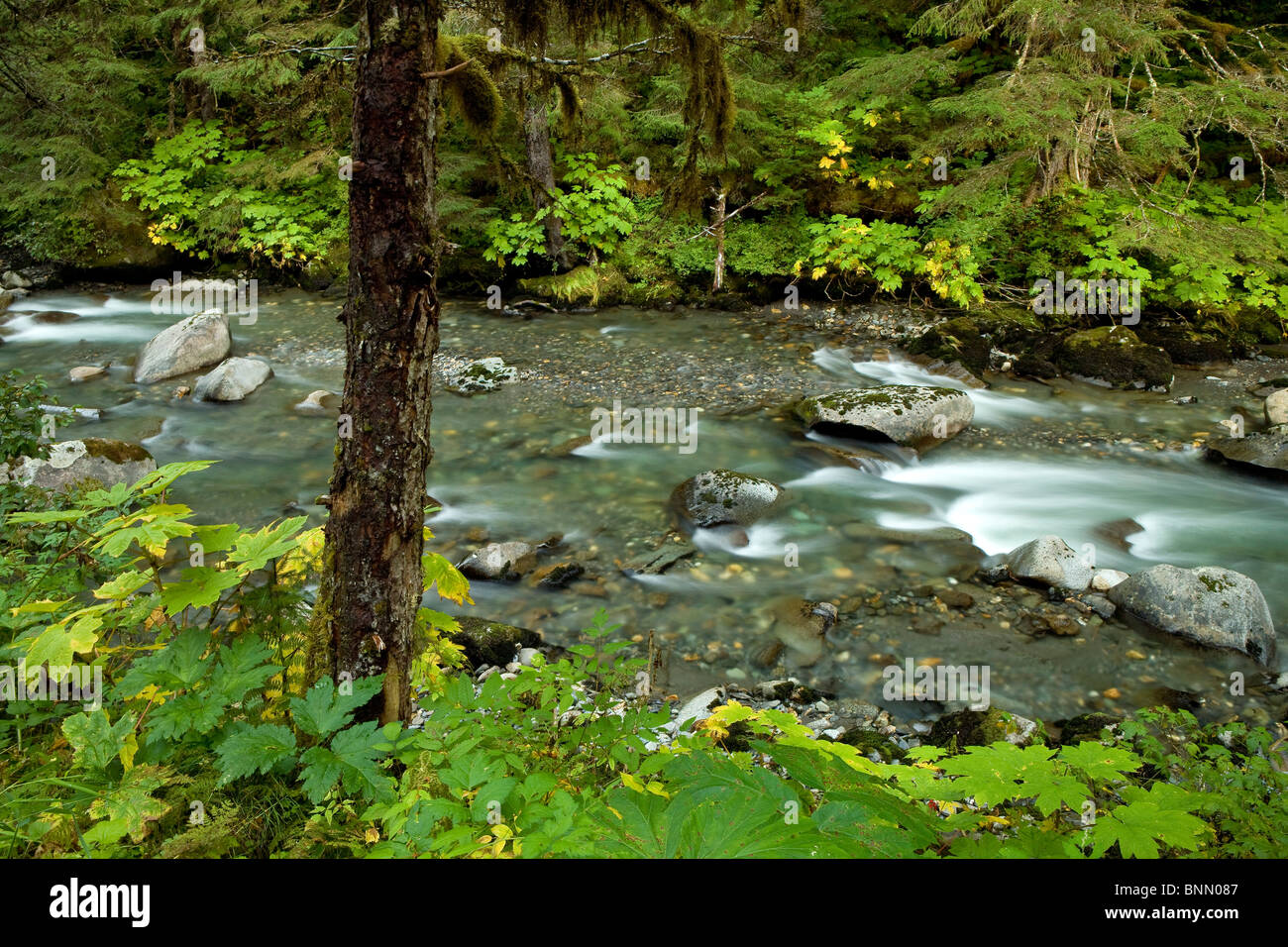 Tongass national forest hi-res stock photography and images - Alamy