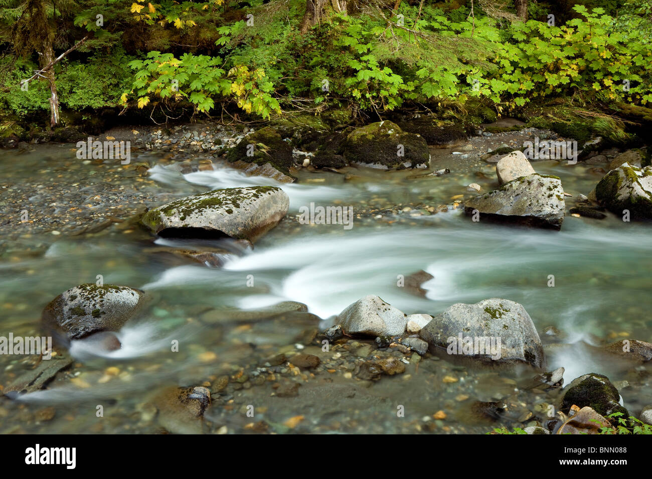 Small mountain stream in Tongass National Forest, Alaska Stock Photo ...