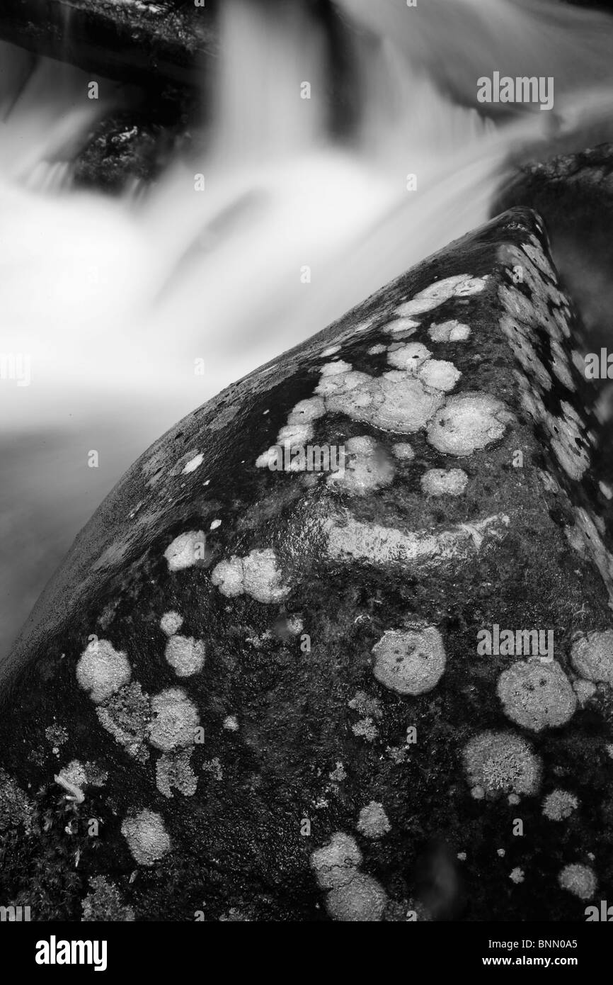 Close up of rock covered in lichen at Falls Creek, Alaska Stock Photo ...