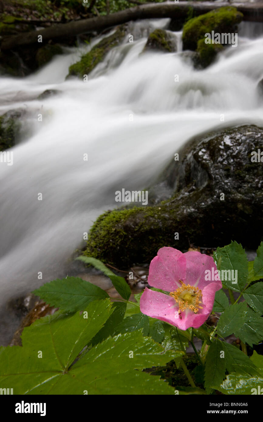 Sitka Rose blooms beside Falls Creek in Alaska Stock Photo - Alamy