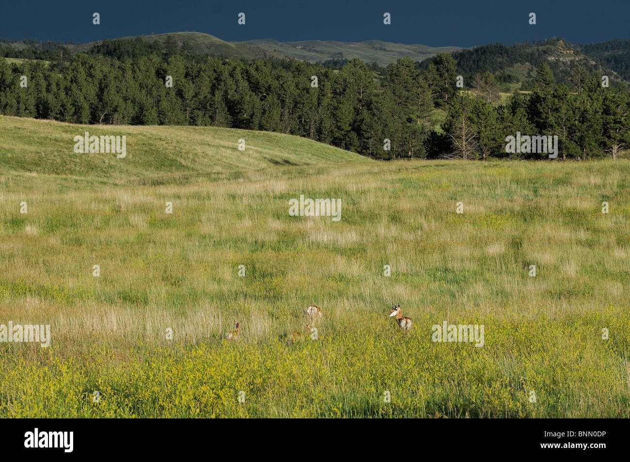 Pronghorn Antelopes Antilocapra americana Custer State Park Black Hills ...