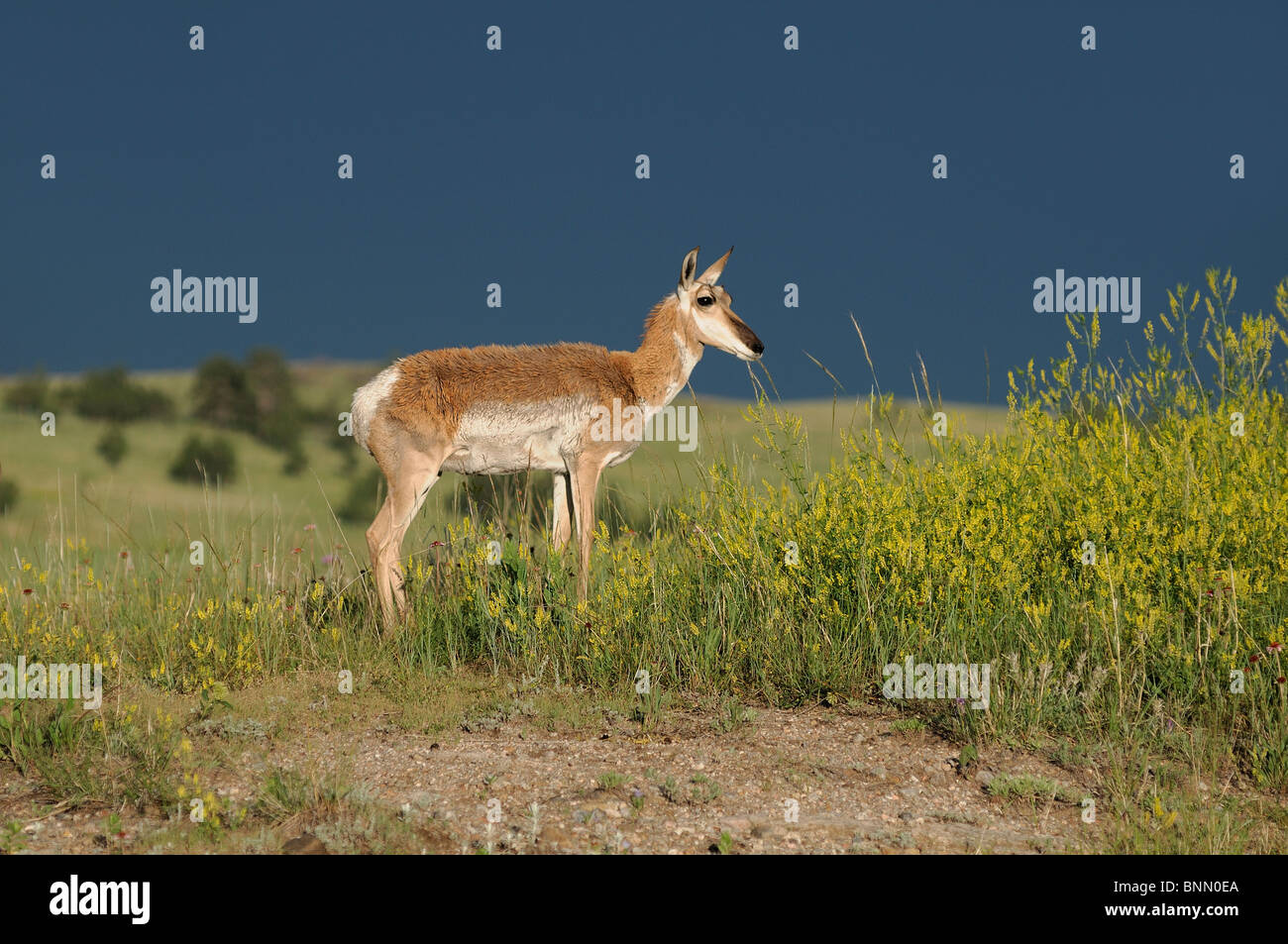 Pronghorn Antelopes Antilocapra americana Custer State Park Black Hills ...