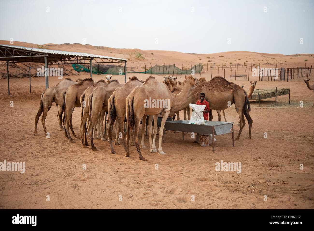 Arabian dromedary camels (camelus dromedarius) in the desert sand of ...