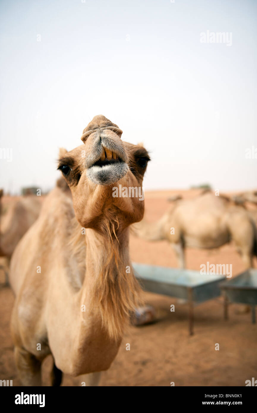 Arabian dromedary camels (camelus dromedarius) in the desert sand of ...
