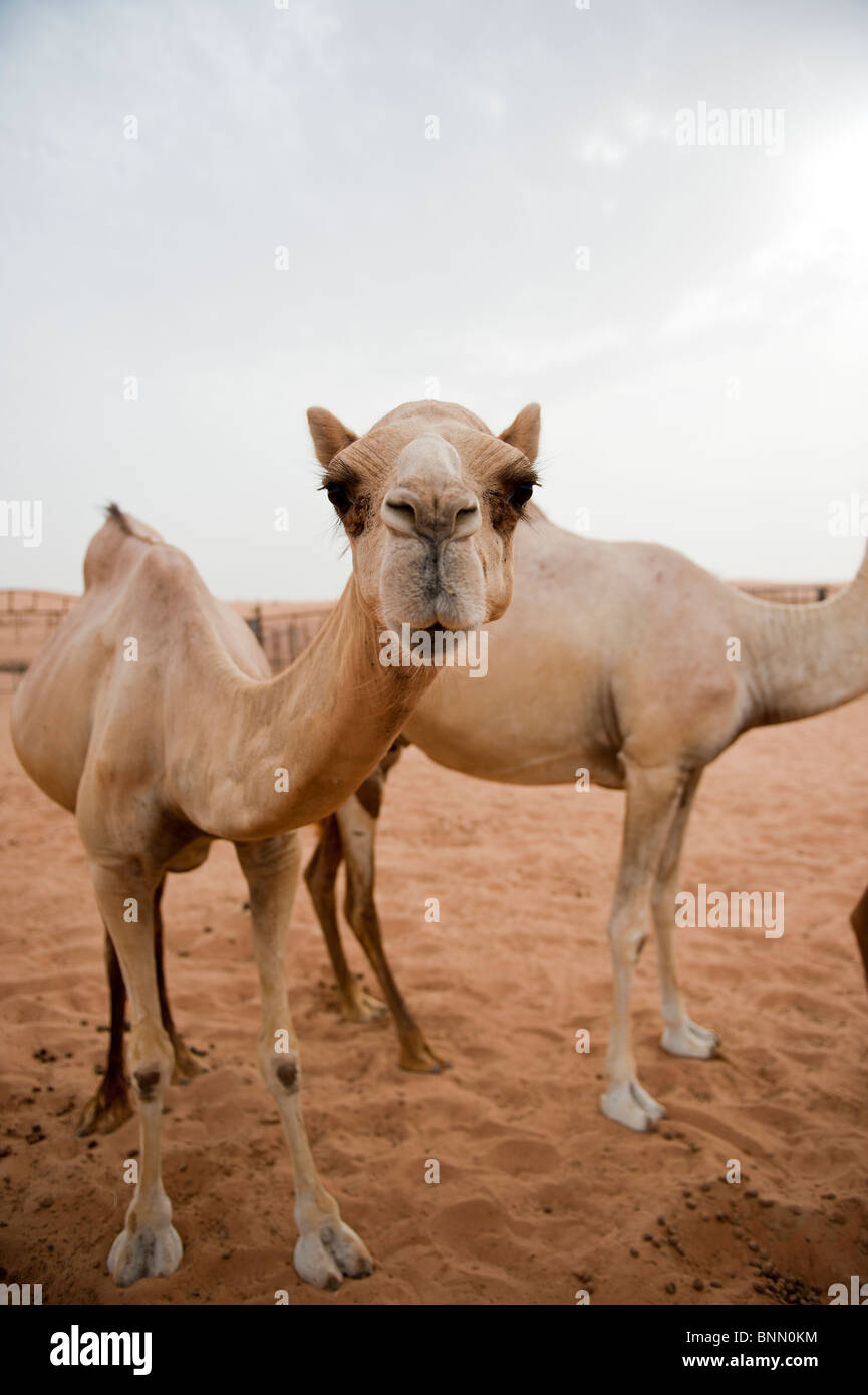 Arabian dromedary camels (camelus dromedarius) in the desert sand of ...