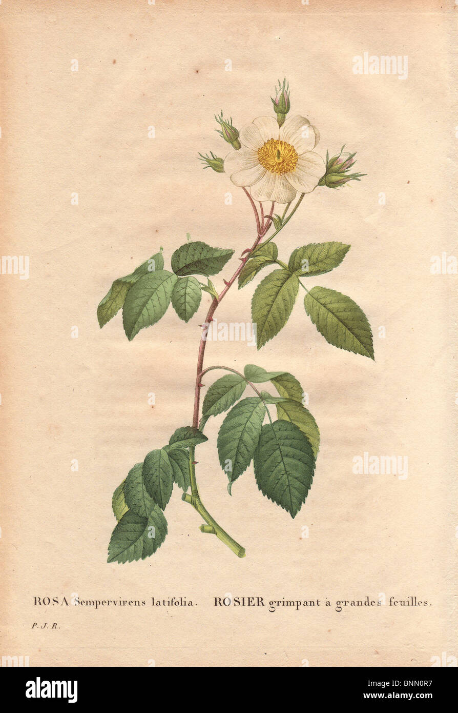 Big-leaved climbing rose with white flowers. Rosa Sempervirens ...