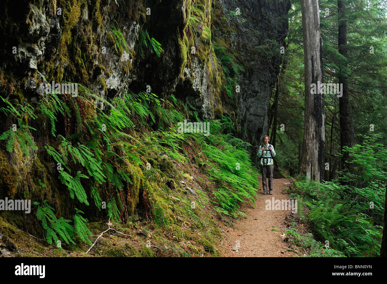 Hiker Trail woman Lewis River Falls Trail Gifford Pinchot National ...
