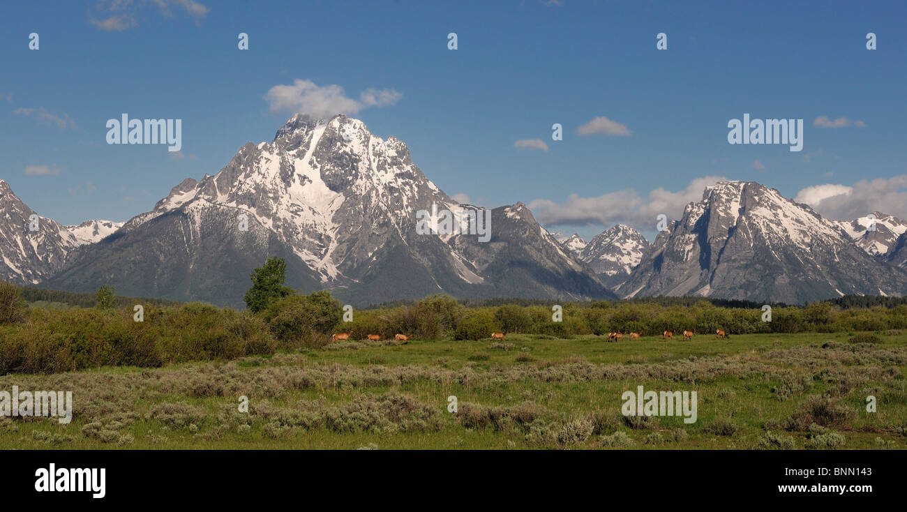 Meadow Elks Teton Mountain Range Grand Teton National Park Wyoming USA ...