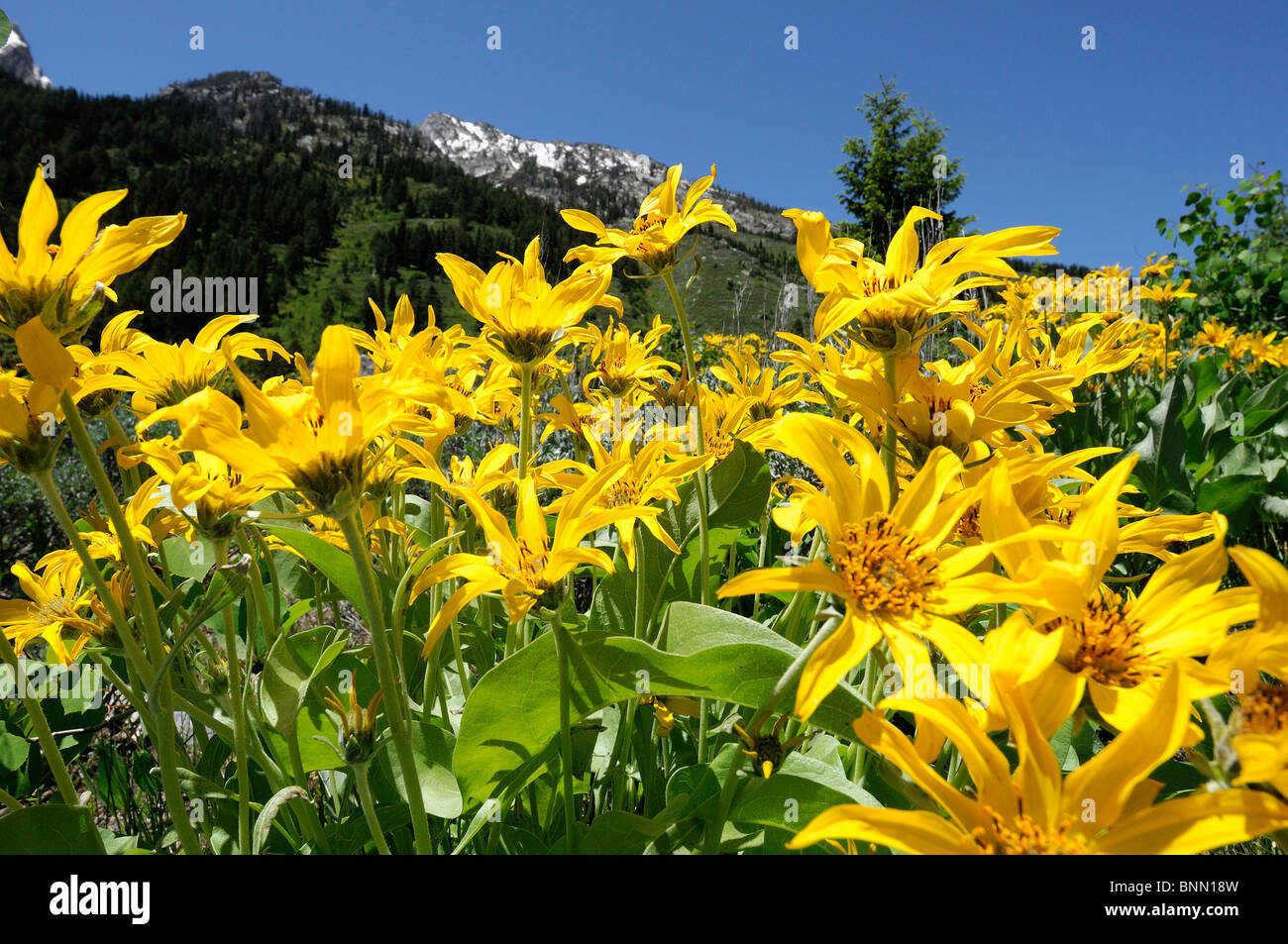 Spring wild flowers flowers Teton Mountain Range Grand Teton National ...