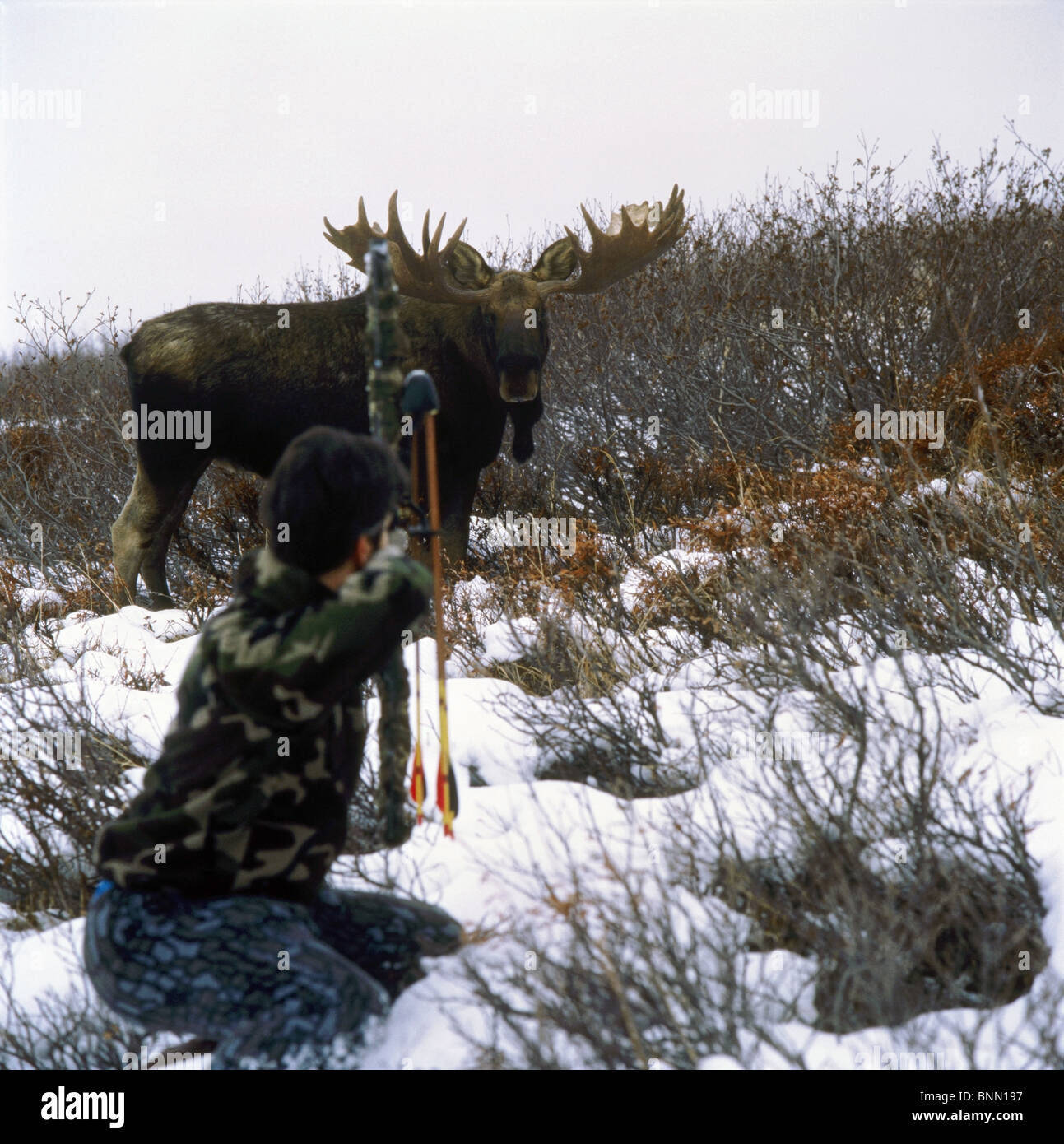 Bow Hunting Bull Moose Chugach Mts Southcentral AK Stock Photo - Alamy