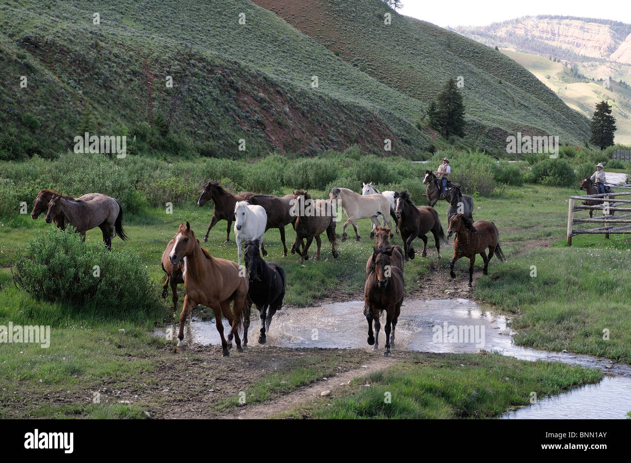 Horses Red Rock Ranch Guest Ranch Kelly Wyoming USA wild horses cowboy ...