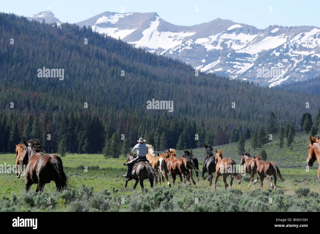 Cowboys Horse Roundup Flying A Ranch Guest Ranch Bondurant Wyoming USA ...