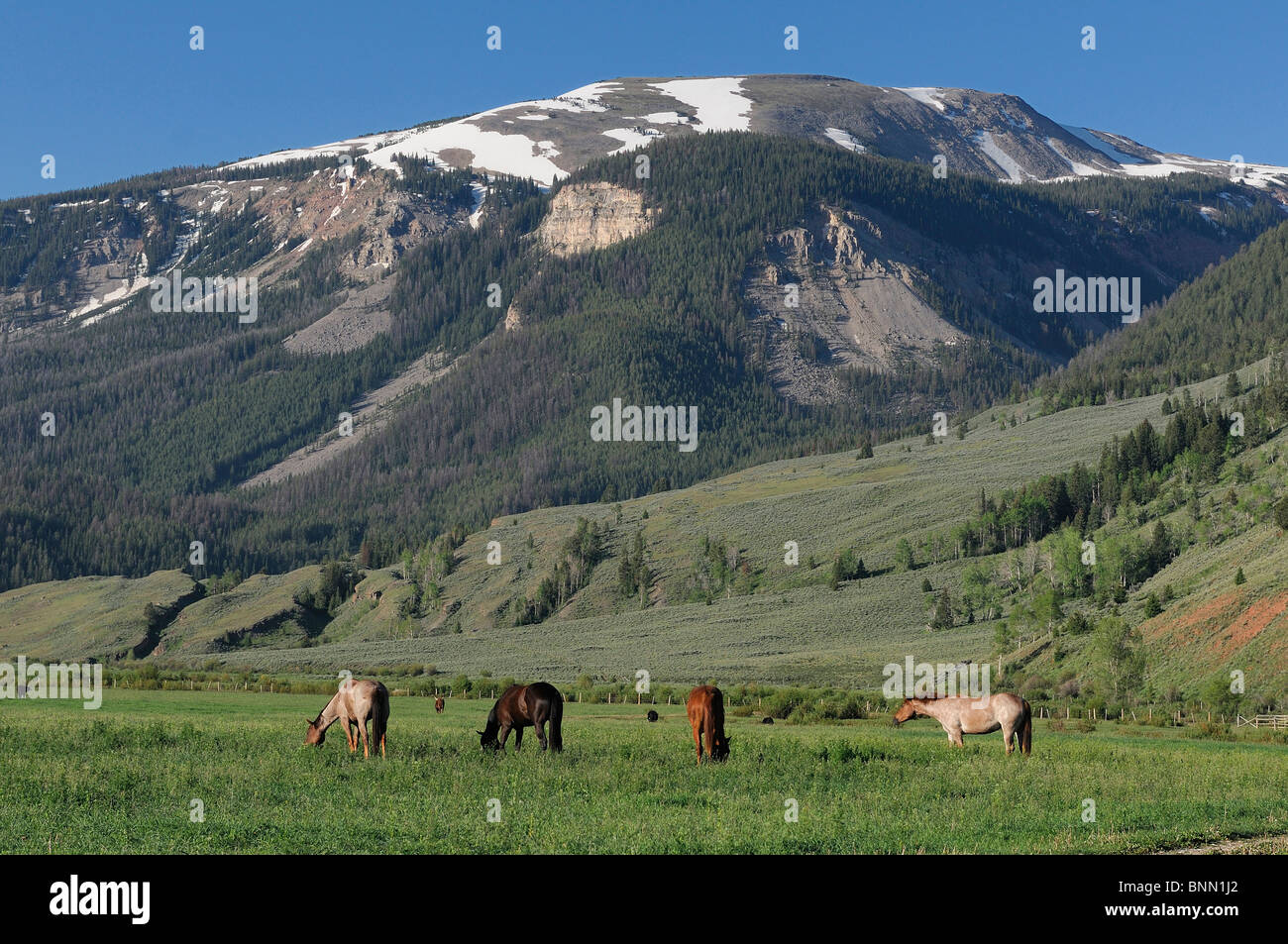 Horses meadow Red Rock Ranch Guest Ranch Bridger-Teton Wilderness ...