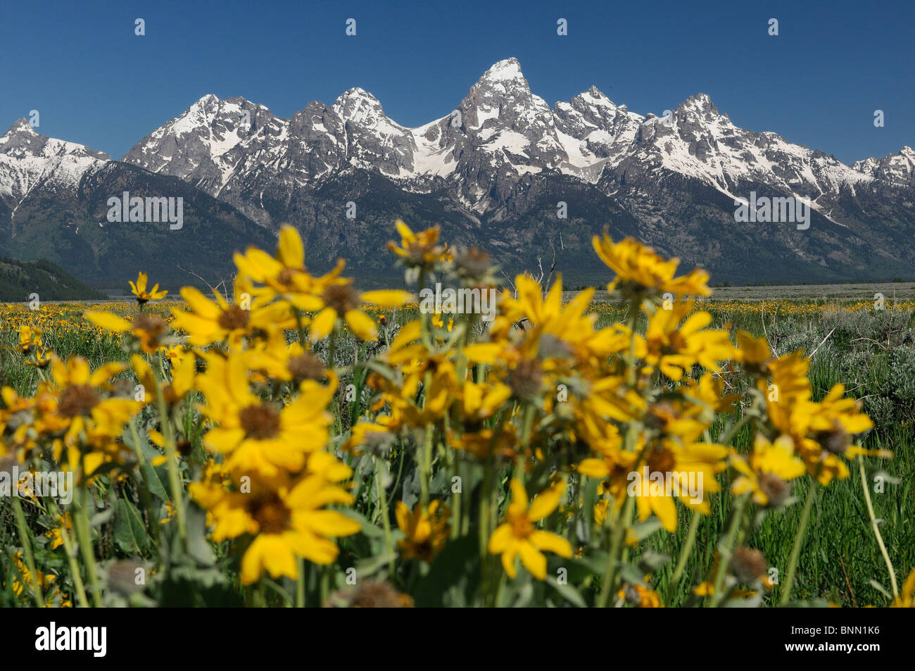 wild flowers flowers Teton Mountain Range Grand Teton National Park ...
