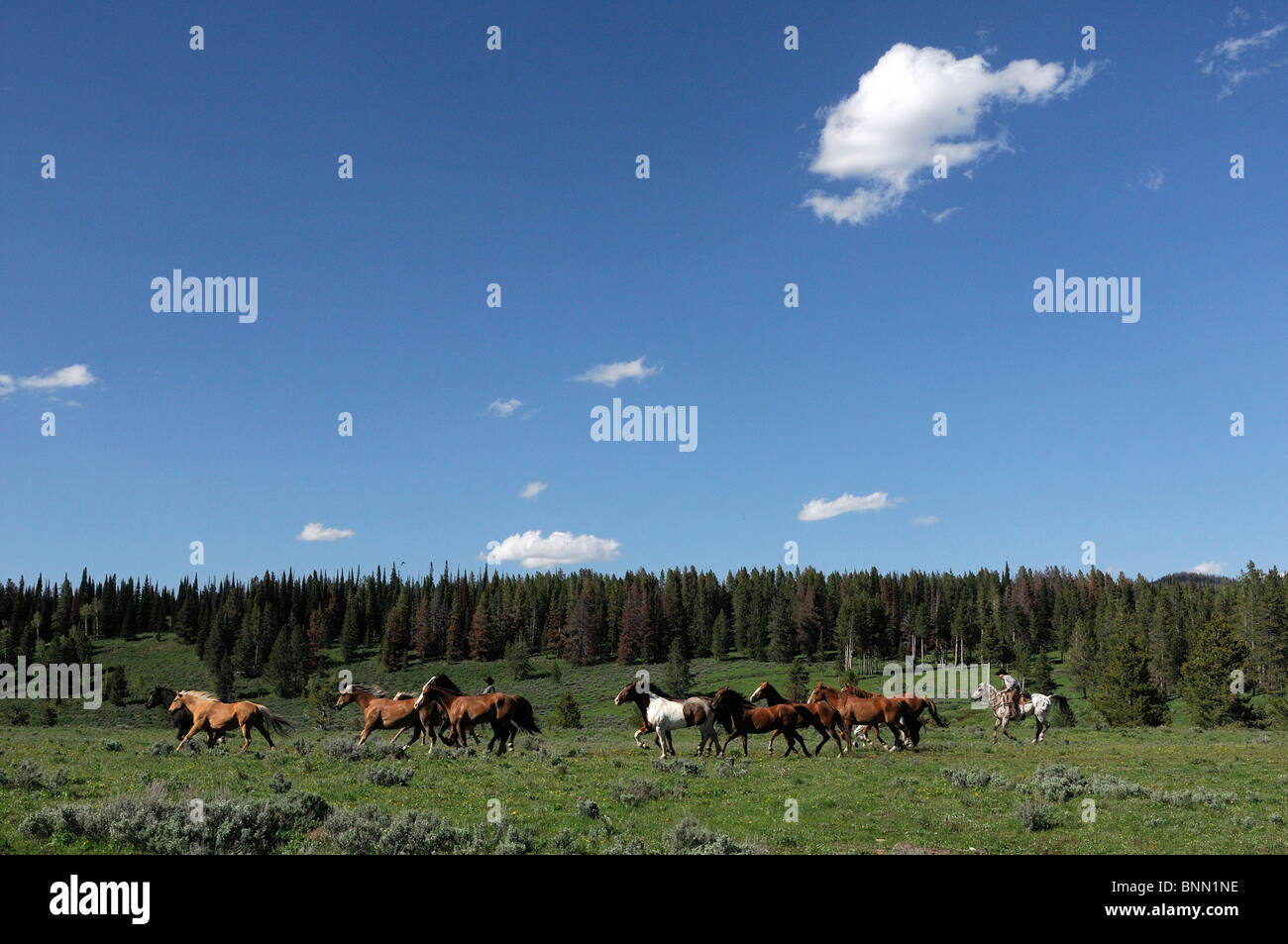 Cowboys roundup Horses Flying A Ranch Pinedale Wyoming USA cowboy ...