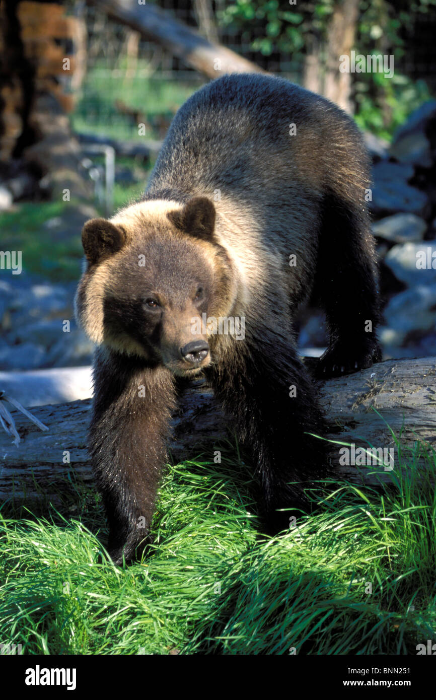 Portrait of *Hugo* Grizzly Bear SC AK Summer Captive/nBig Game Alaska ...