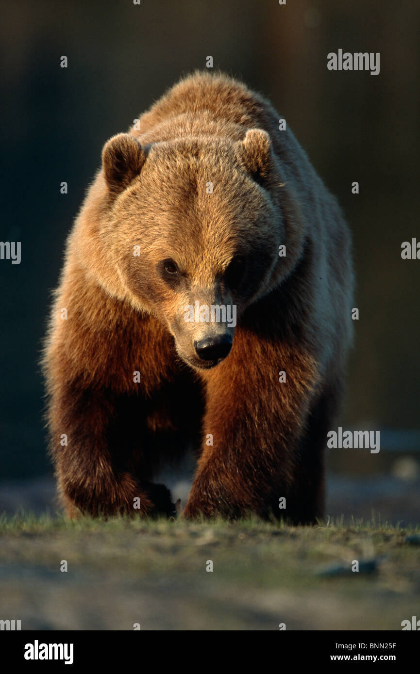 Frontal View of Brown Bear SC Alaska Summer Captive Big Game Alaska ...