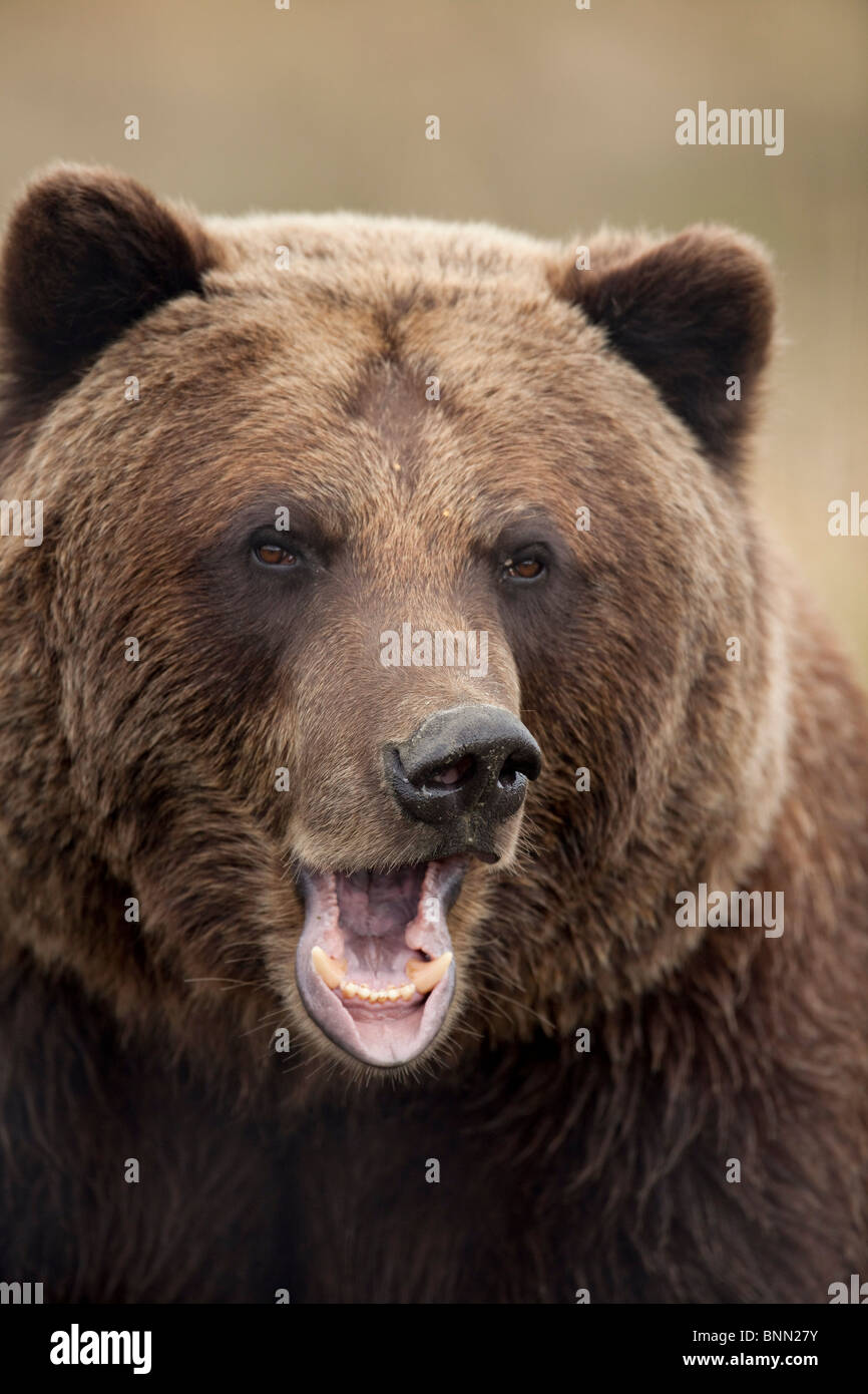 CAPTIVE: Close up of a snarling grizzly bear at the Alaska Wildlife ...