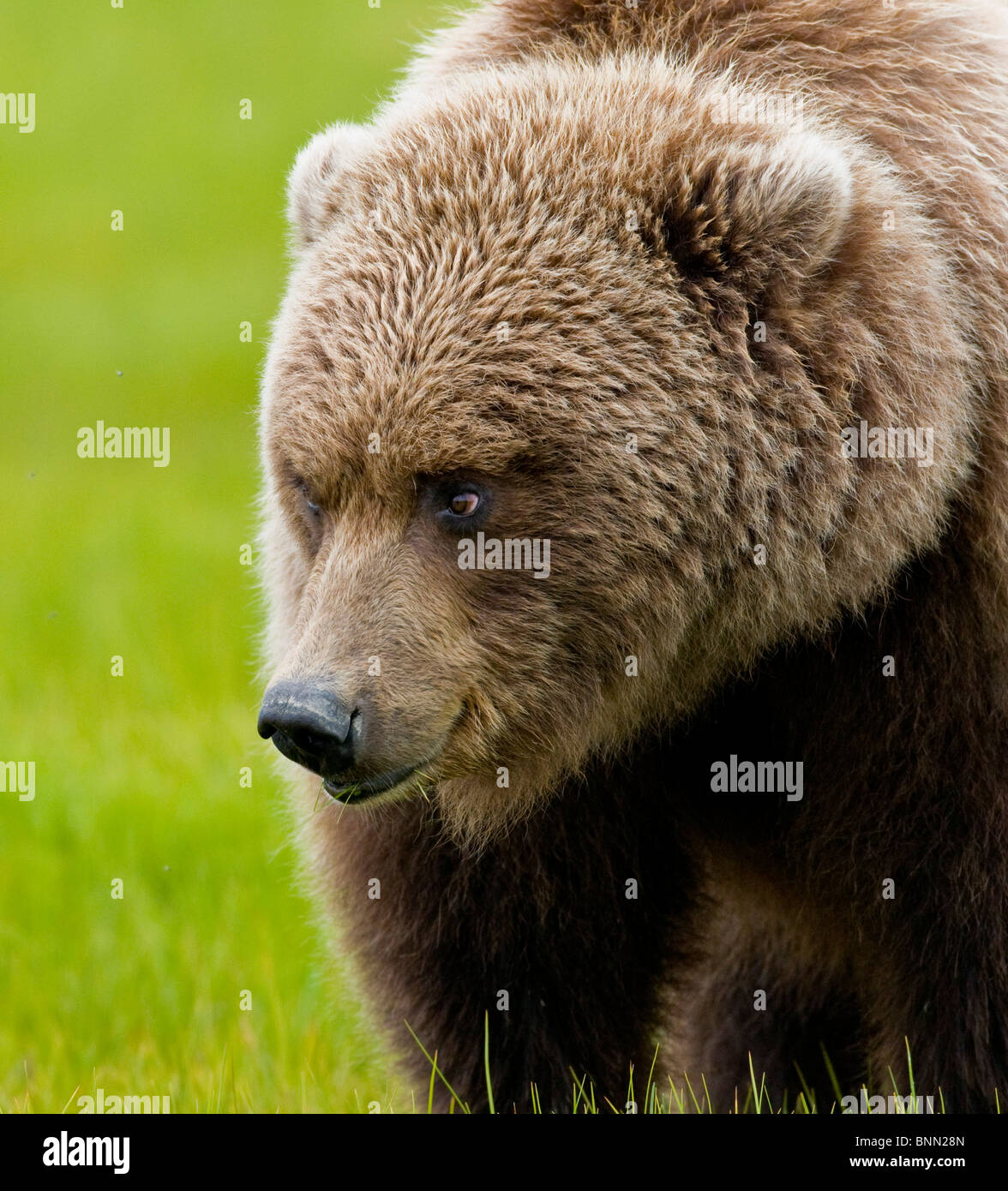 Close up of Brown bear in sedge grasses in Hallo Bay, Katmai National ...