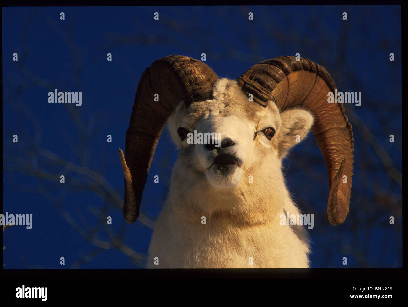 Dall Sheep Chugach Mountains Kenai Peninsula Alaska portrait Stock ...