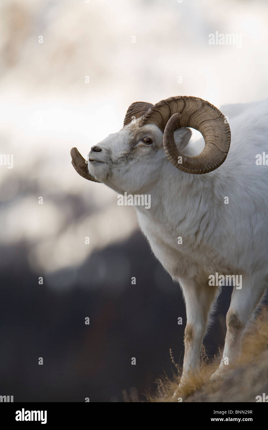 Dall Sheep ram on Sheep Mountain, Kluane National Park, Yukon Territory ...