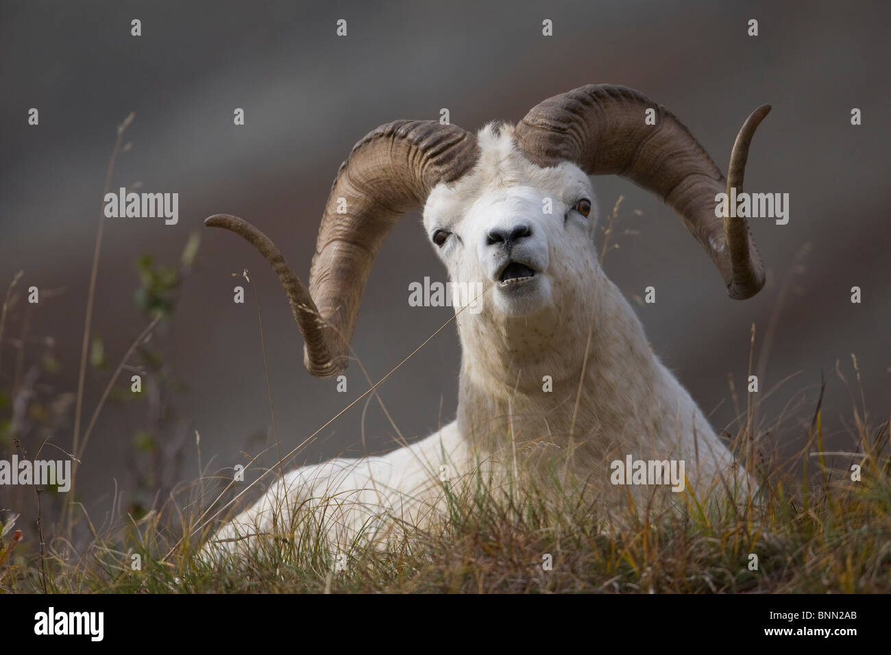 Ram Eating High Resolution Stock Photography and Images - Alamy