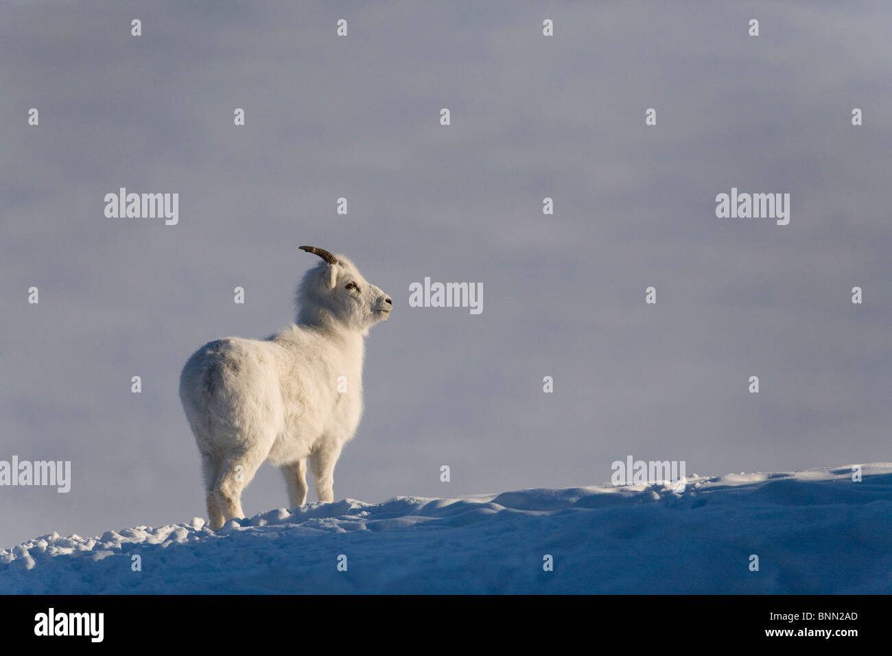 Kluane lake sheep hi-res stock photography and images - Alamy