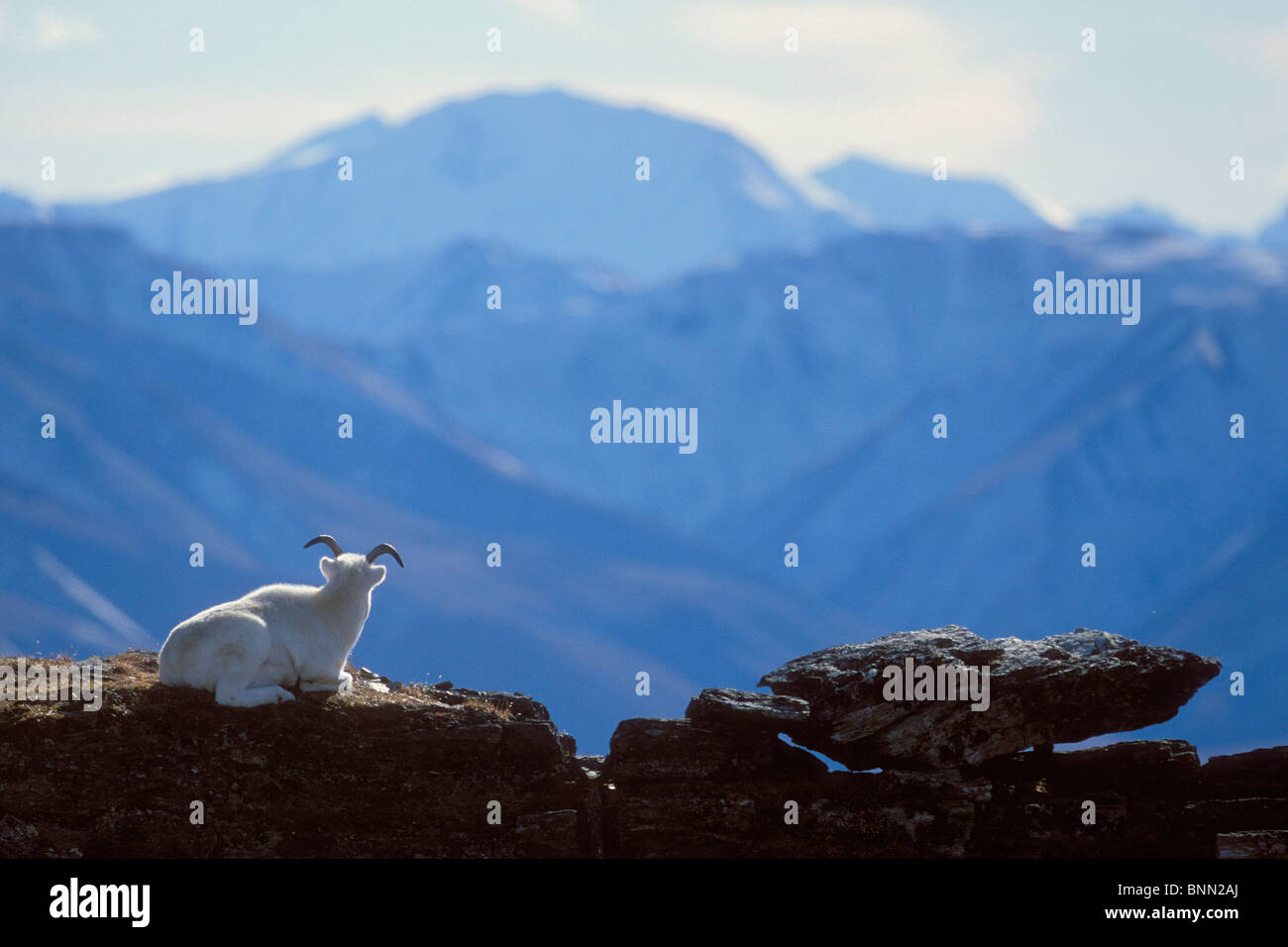 Dalls sheep ewe bedded down a on ridge with the Alaska Range in the ...
