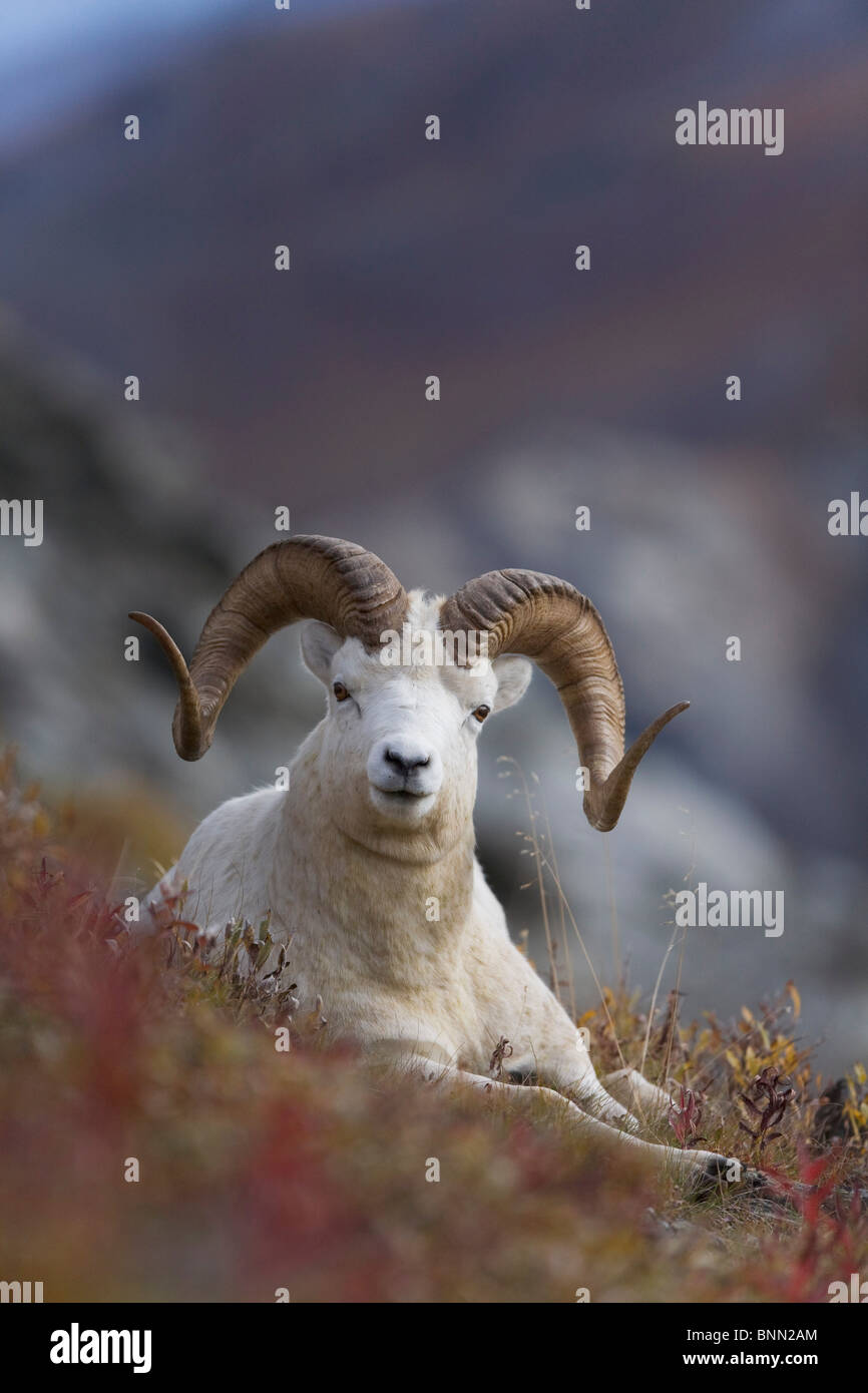 Dall Sheep ram bedded down on the mountainside with, Mount Margaret ...